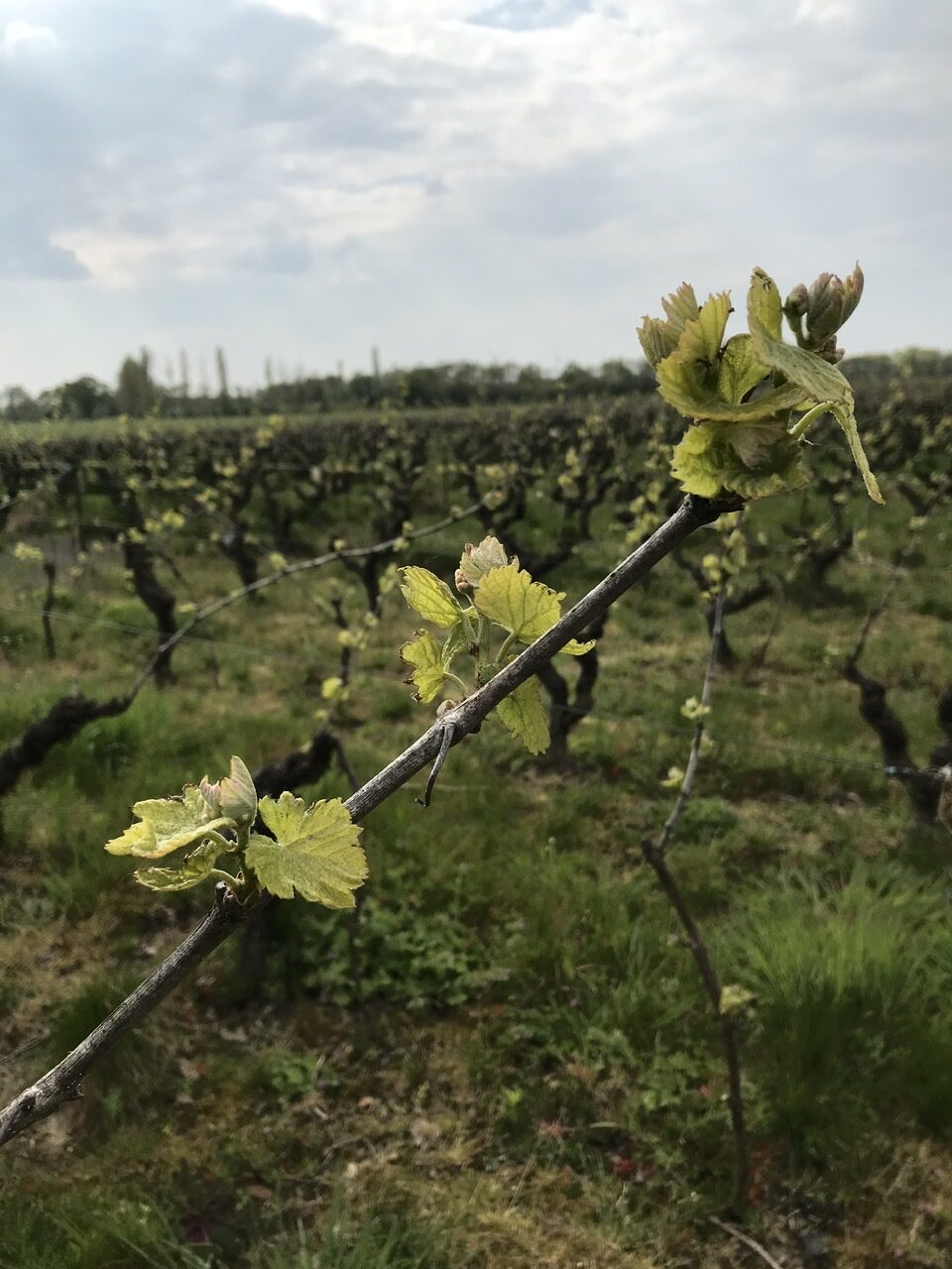 Comment va le Muscadet? - Le Grand Fé - Vins du Muscadet